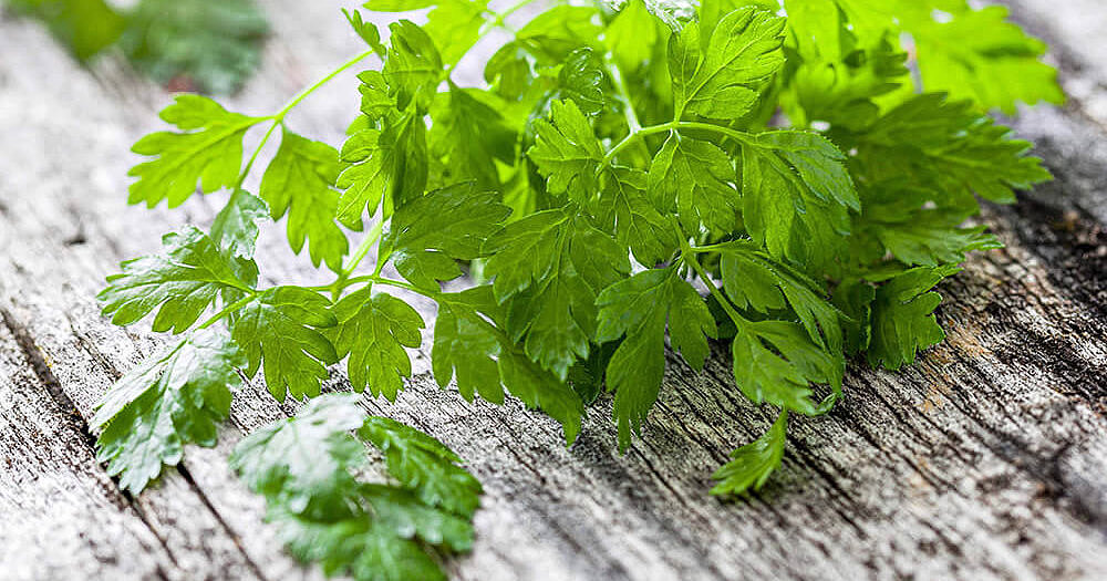 Kerbel – Das feine Frühlingskraut mit unterschätztem Potenzial